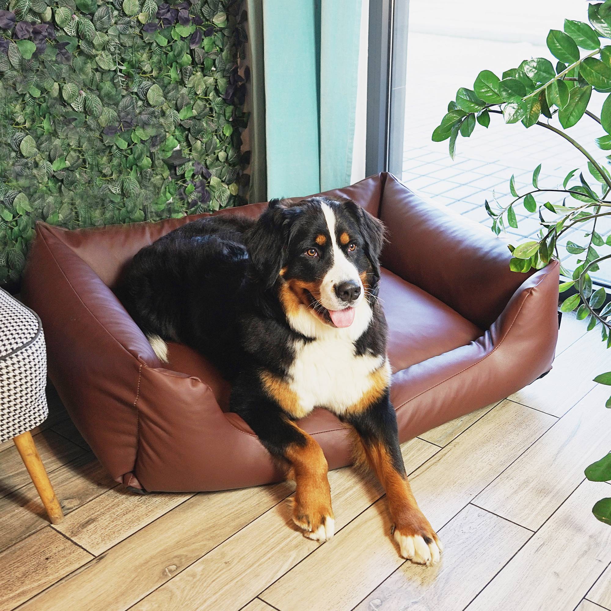 Elegantes Stiftung Warentest Hundebetten Bild